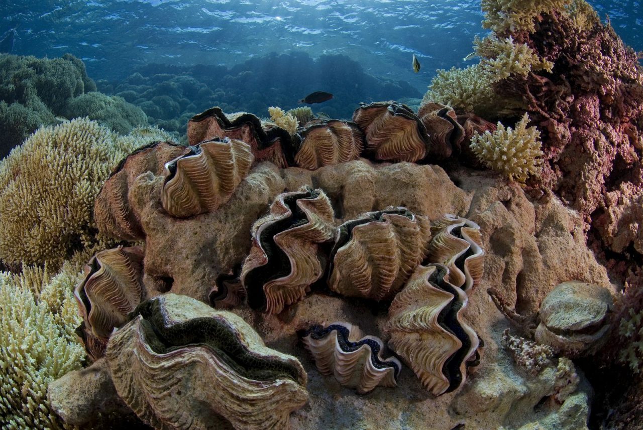 Line Islands - Micronesia - FSM - Palau - Caroline Islands - Marshall ...