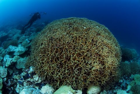 Line Islands - Micronesia - FSM - Palau - Caroline Islands - Marshall ...